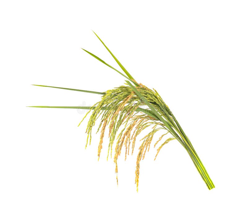 Ears of Paddy Rice Grain Isolated on White Background Stock Photo ...
