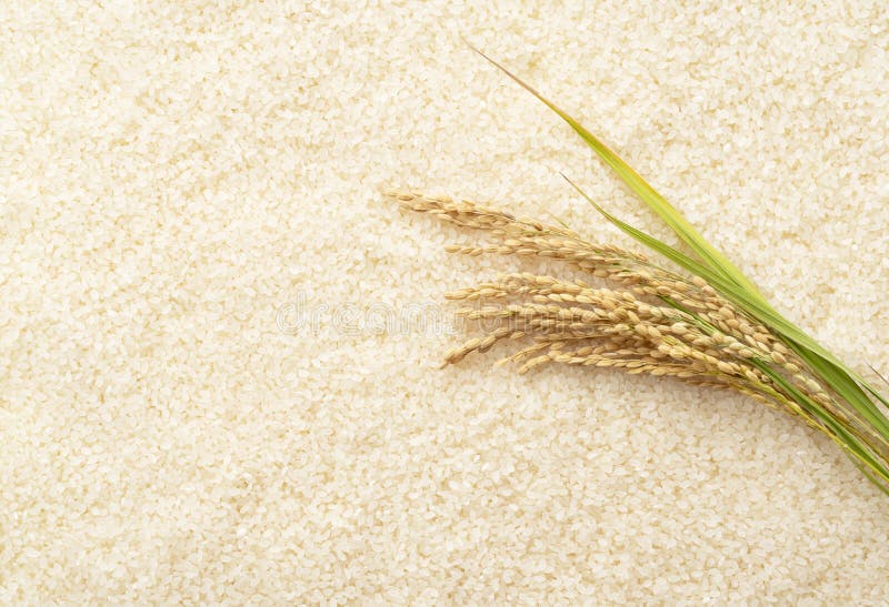 Ears of Rice on a Bed of White Rice Stock Photo - Image of nutrition ...