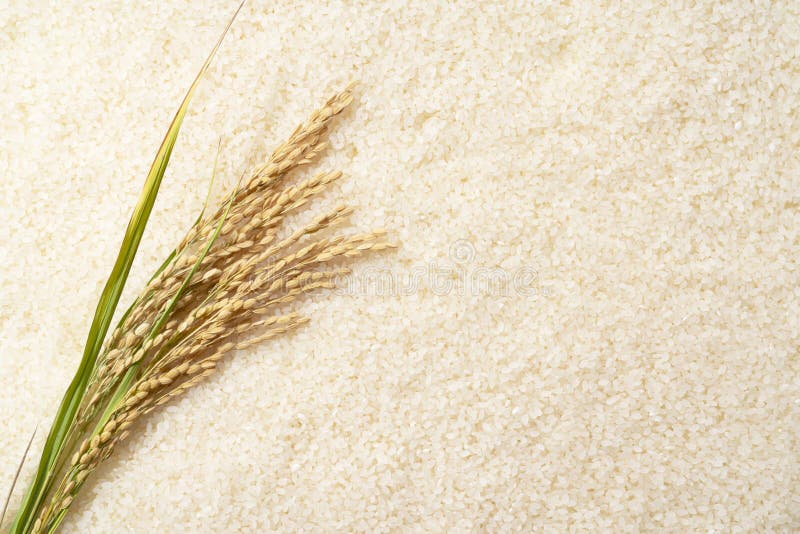 Ears of Rice on a Bed of White Rice Stock Image - Image of ears ...