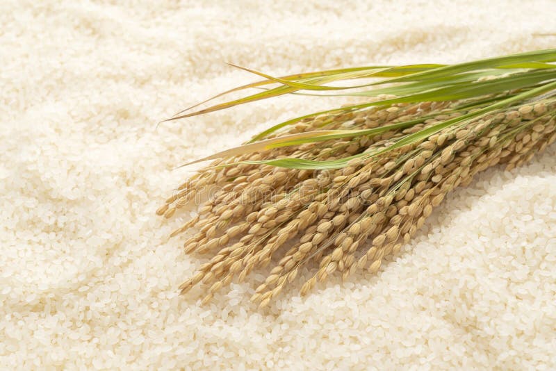 Ears of Rice on a Bed of White Rice Stock Photo - Image of cuisine ...