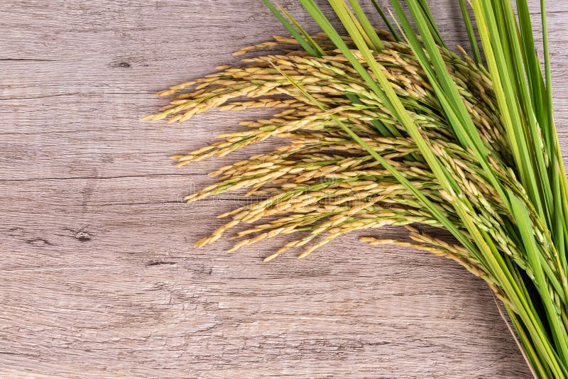 Rice stock photo. Image of food, kernel, fertile, nutrition - 10770262