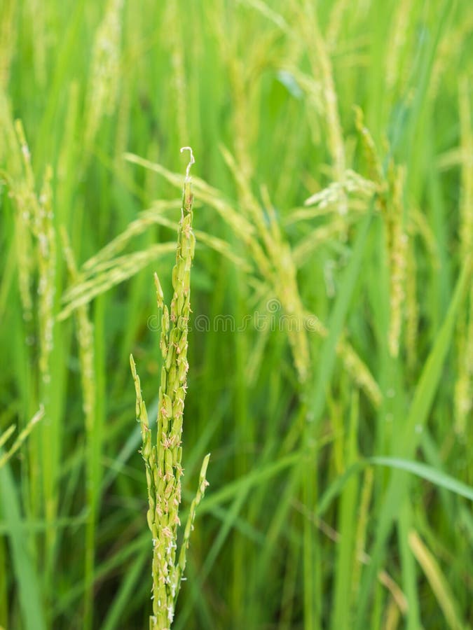 Ears of Rice Field stock photo. Image of cereal, landscape - 80962454