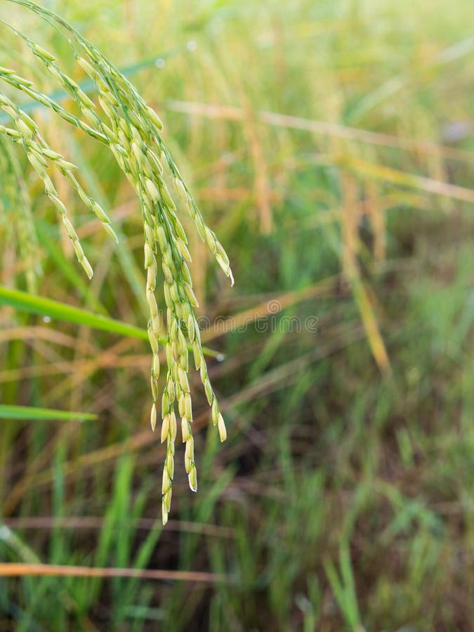 Ears of Rice Field stock image. Image of landscape, cereal - 80965099