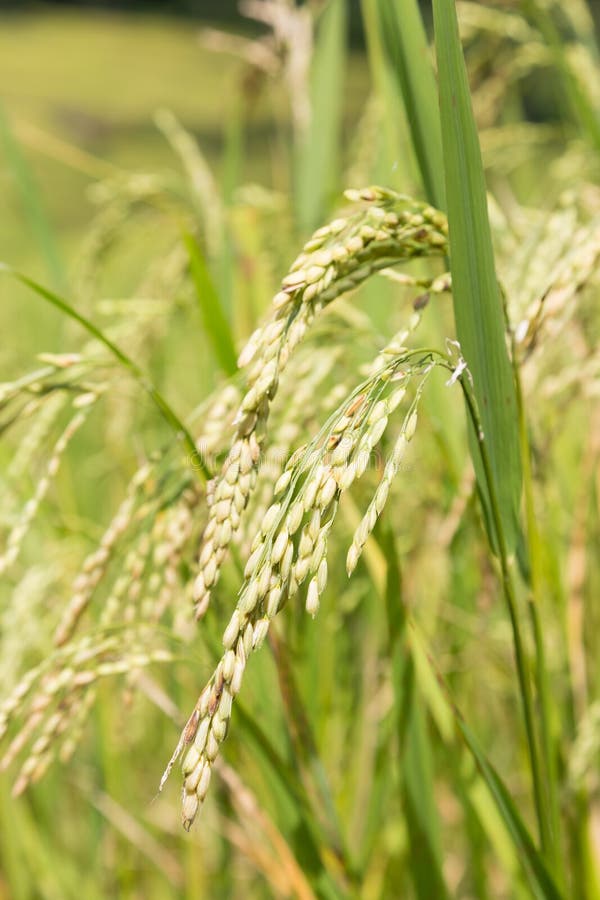 Ears of rice stock photo. Image of farm, flora, plantation - 67392162