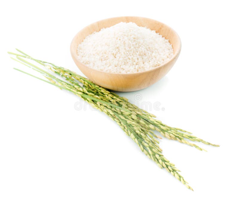 Ears of Rice. Close-up To Rice Seeds in Ear of Paddy. Ripe Rice Field ...