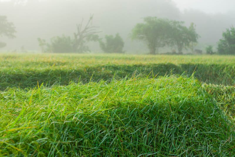 The Ears of Rice, Mist and Morning Dew Stock Photo - Image of design ...