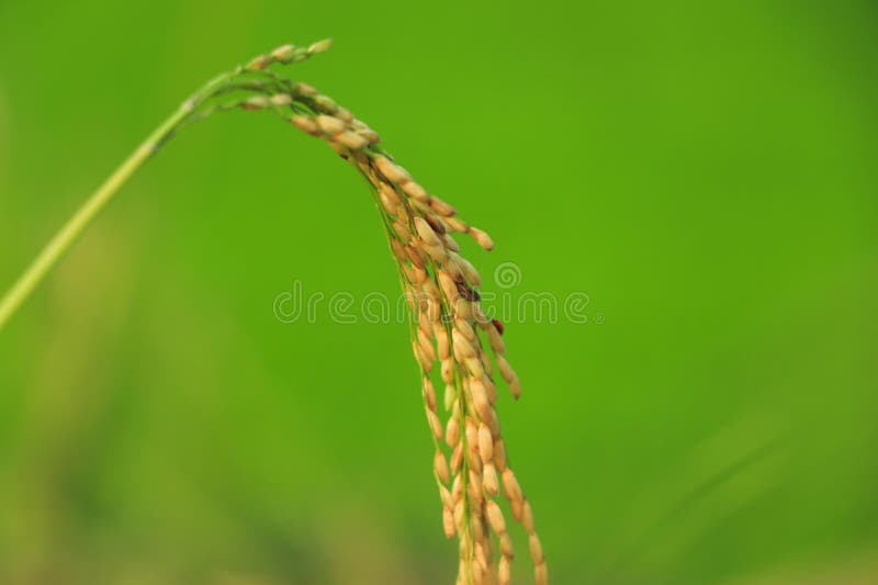 Ears of Rice Plants in Autumn or Fall Agriculture and Harvest Image ...