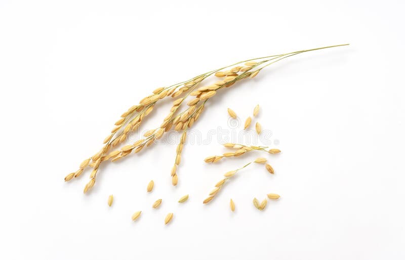 Ears of Rice on a White Background Stock Image - Image of farm, asian ...