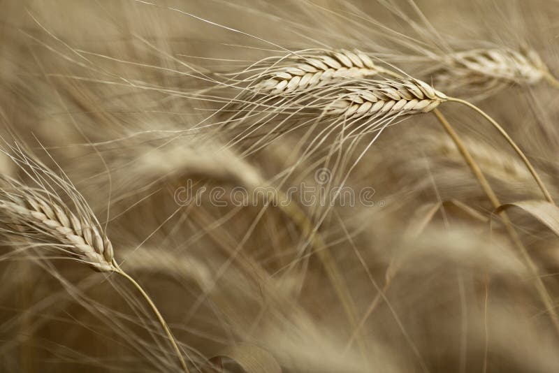 Ears of ripe barley stock image. Image of clouds, countryside - 11941355