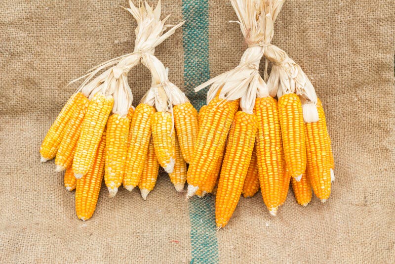 Ears of Ripe Corn on the Gunnysack Stock Photo - Image of close, garden ...