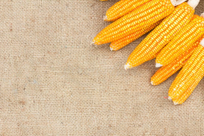 Ears of Ripe Corn on the Gunnysack Stock Image - Image of flora ...