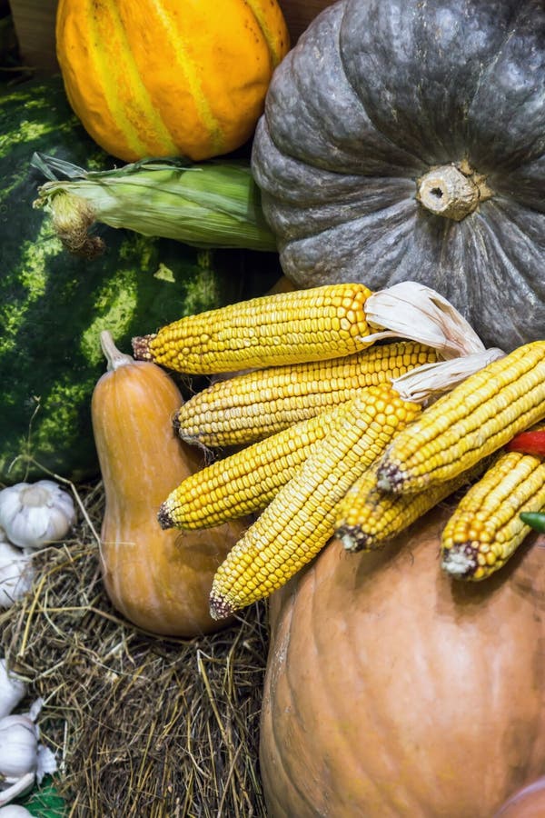 Ears of Ripe Corn and Other Vegetables are Collected from the Fields ...