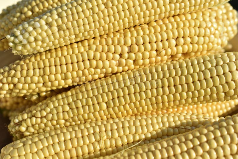 Ears of Ripe Juicy Yellow Corn Close-up Stock Photo - Image of natural ...