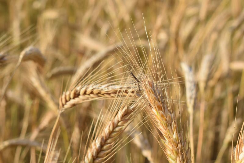 Ears of Ripe Wheat on a Background of Blue Sky Stock Image - Image of ...