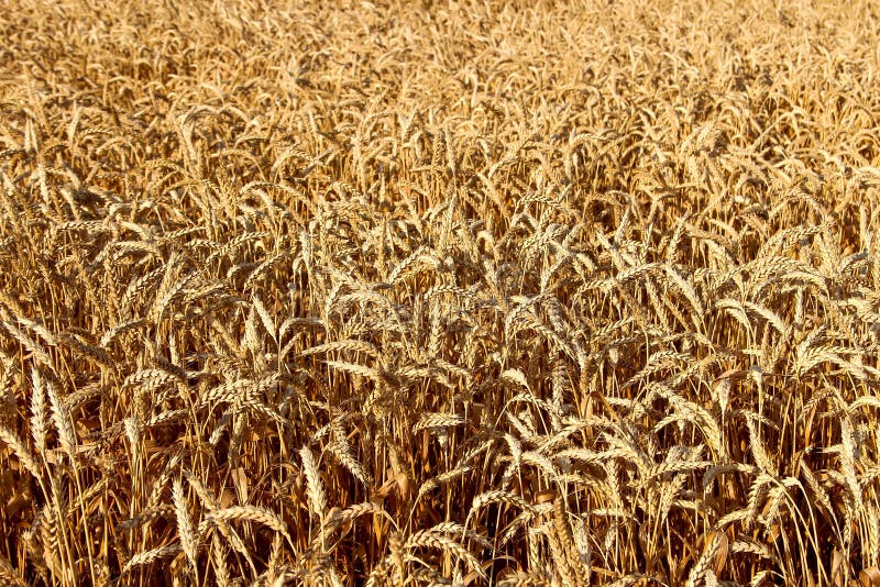 Wheat Texture Background