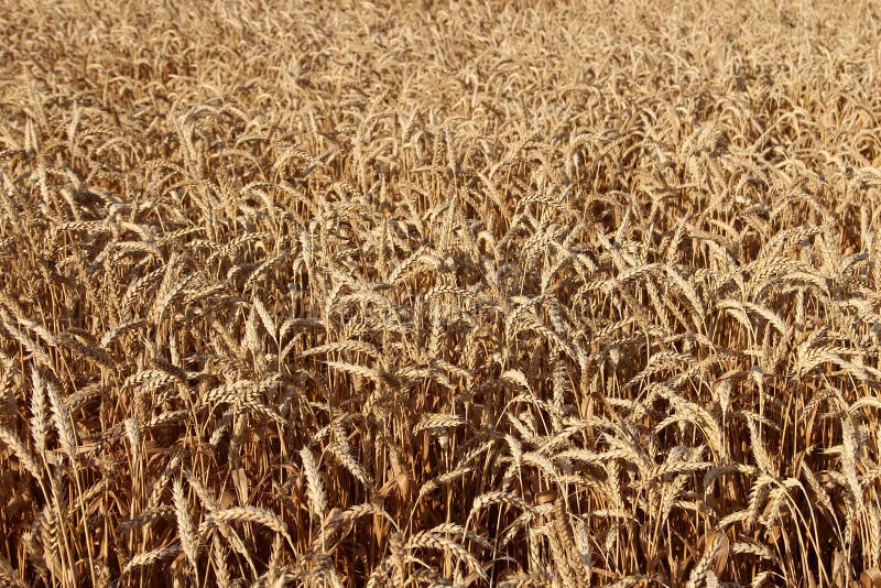 Ears of Ripe Wheat, Texture Background Stock Photo - Image of blurred ...