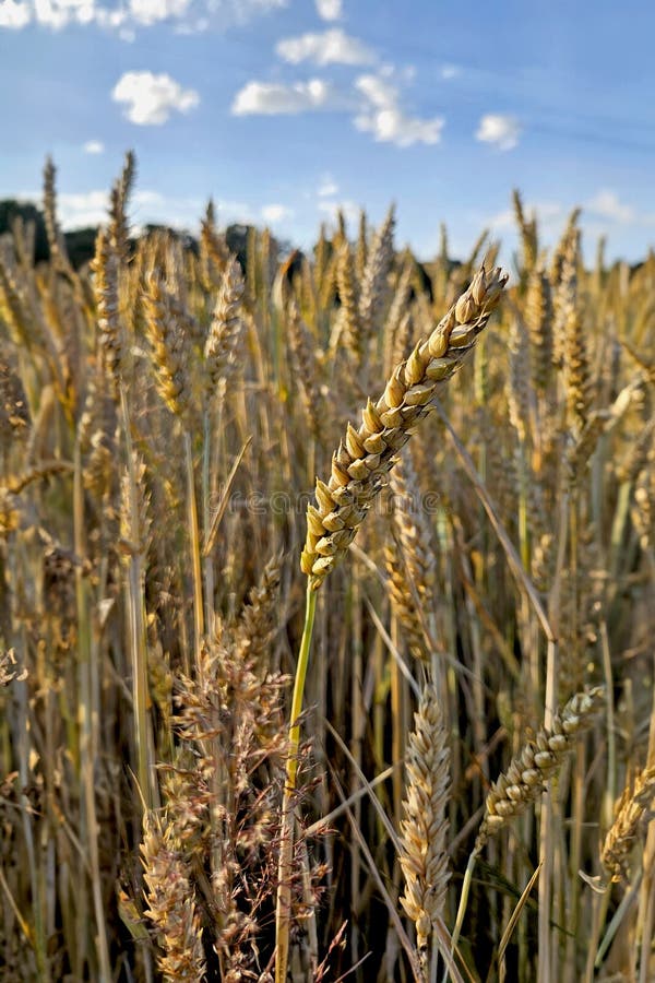 Ears of Ripening Wheat, Poland Stock Image - Image of food, grassland ...