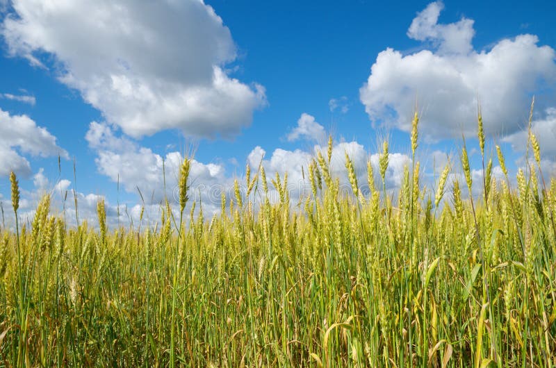 Ears of Rye Against the Blue Sky Stock Image - Image of blue, farming ...
