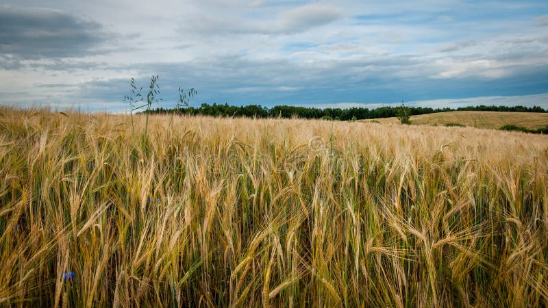 Ears of Rye Close-up Under a Cloudy Sky Stock Photo - Image of farming ...