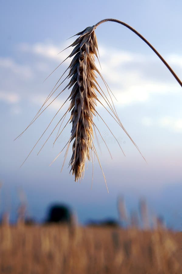 Ears of rye stock image. Image of poland, summer, clouds - 37065829