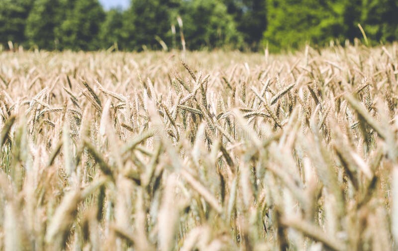 Ears of rye on field stock image. Image of production - 269823139