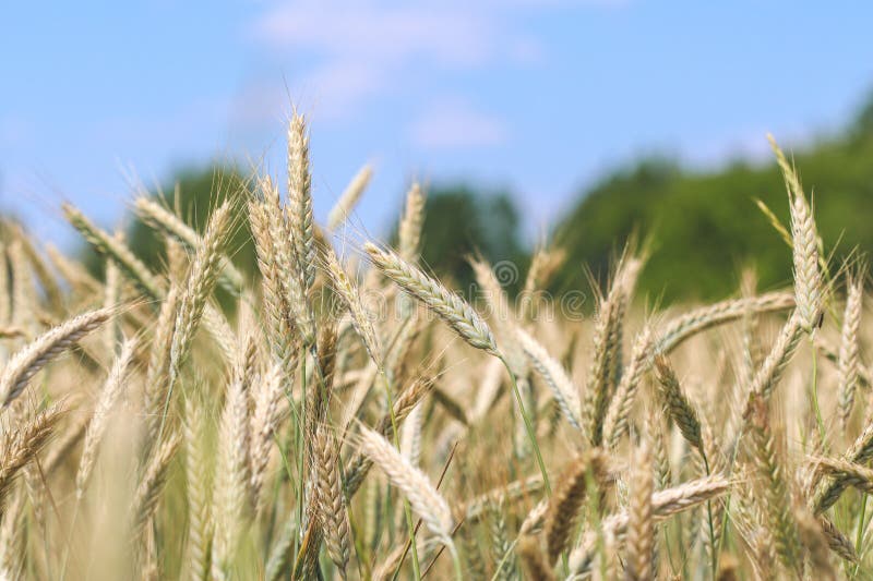 Ears of rye on field stock photo. Image of farmland - 269823858