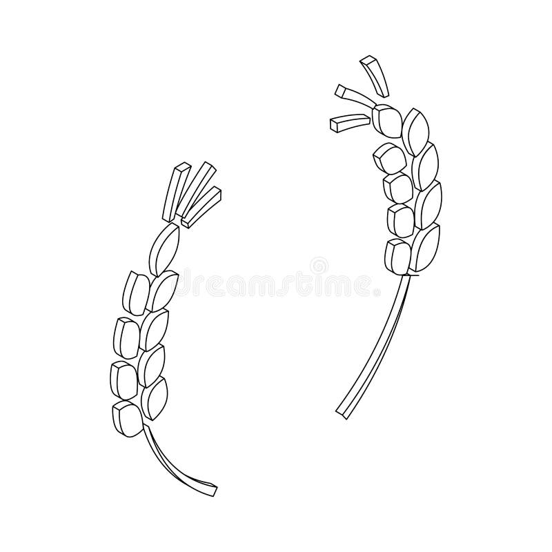 Ears of Rye Icon, Isometric 3d Style Stock Illustration - Illustration ...