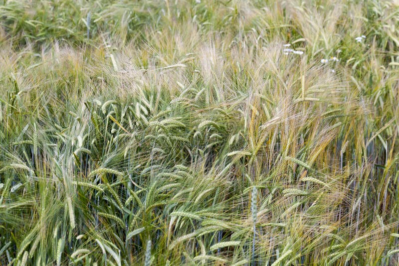 Ears of rye stock photo. Image of farming, gramineae - 54566800