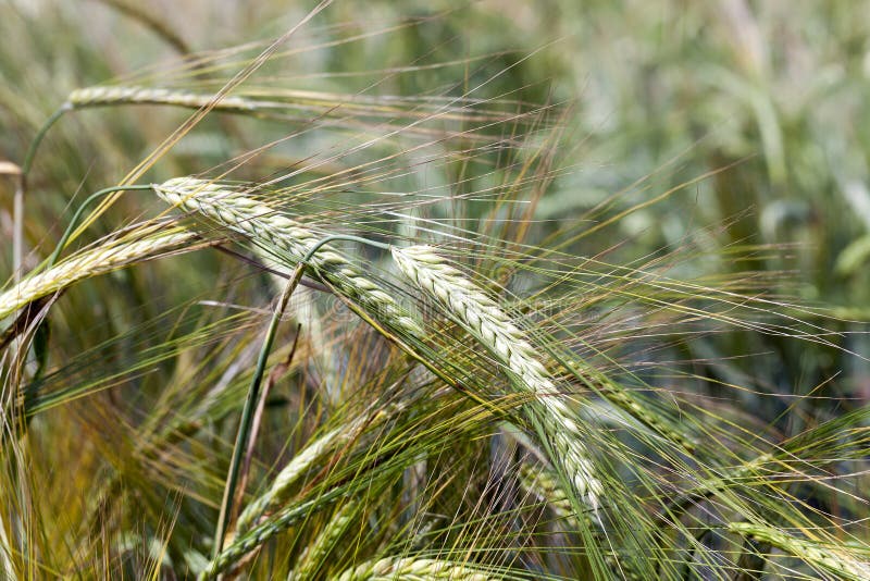Ears of rye stock photo. Image of growth, crop, macro - 54535936