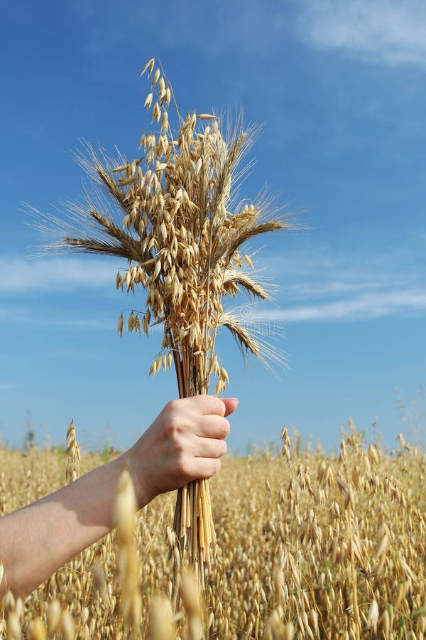 Ears of Rye and Oats in a Hand Stock Image - Image of agriculture ...