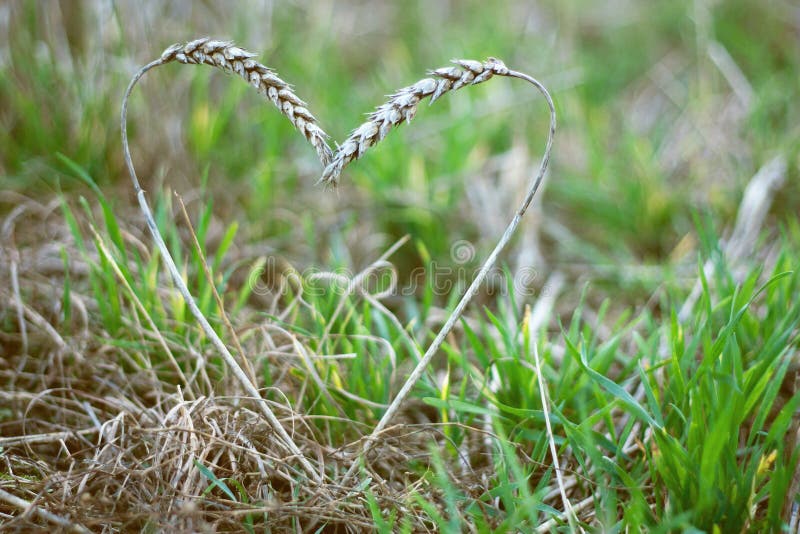 Ears of Rye in Shape of Heart Stock Image - Image of beautiful ...