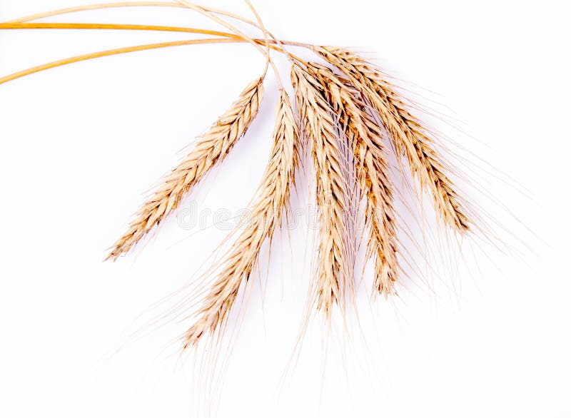 Ears of Rye stock photo. Image of healthy, component - 97553006