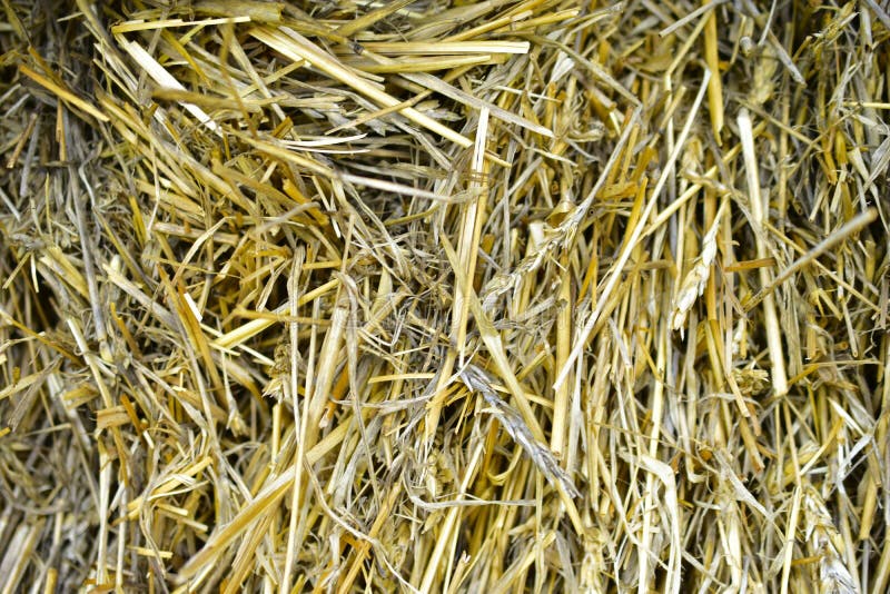 Ears and Stalks in a Straw Haystack Close Up Stock Photo - Image of ...