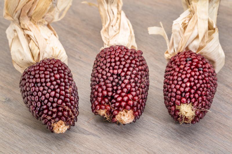 Ears of strawberry corn stock photo. Image of food, corn - 101311252