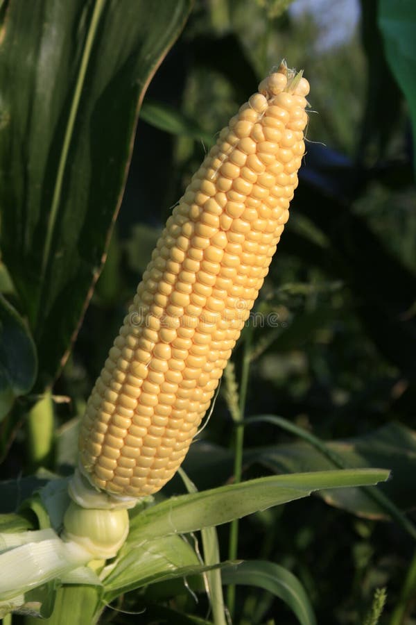 Ears of sweet corn. stock photo. Image of crop, summer - 62159480