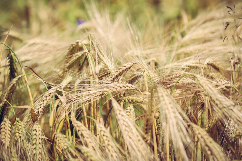 Ears of triticale on field stock photo. Image of head - 261144526