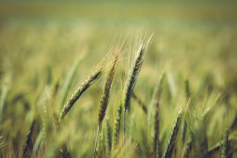 Ears of triticale on field stock image. Image of food - 261144545