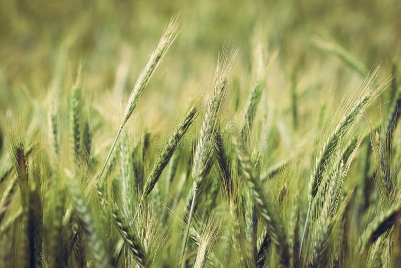 Ears of triticale on field stock photo. Image of cereal - 261144620