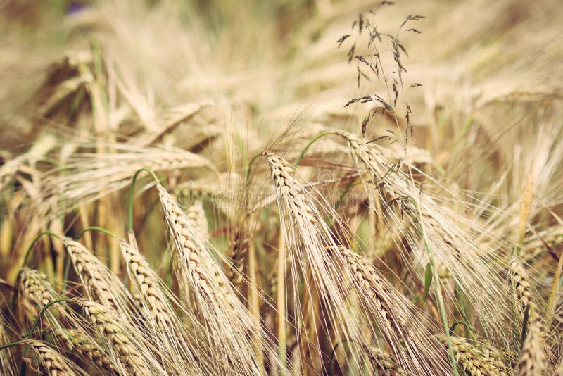 Ears of triticale on field stock photo. Image of agribusiness - 261145154