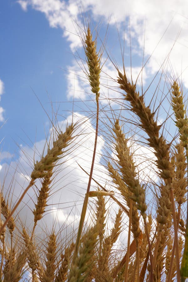 Wheat Culm Stock Photos - Free & Royalty-Free Stock Photos from Dreamstime