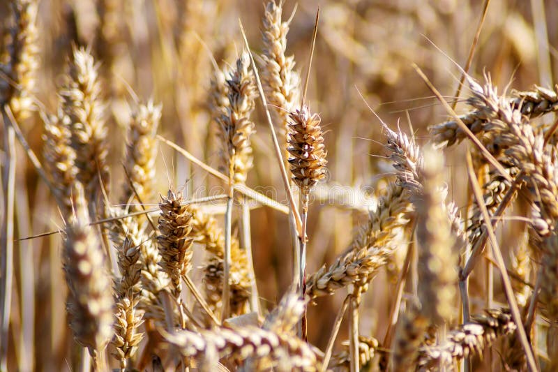 Ears Wheat Blowing Gentle Breeze Stock Photos - Free & Royalty-Free ...