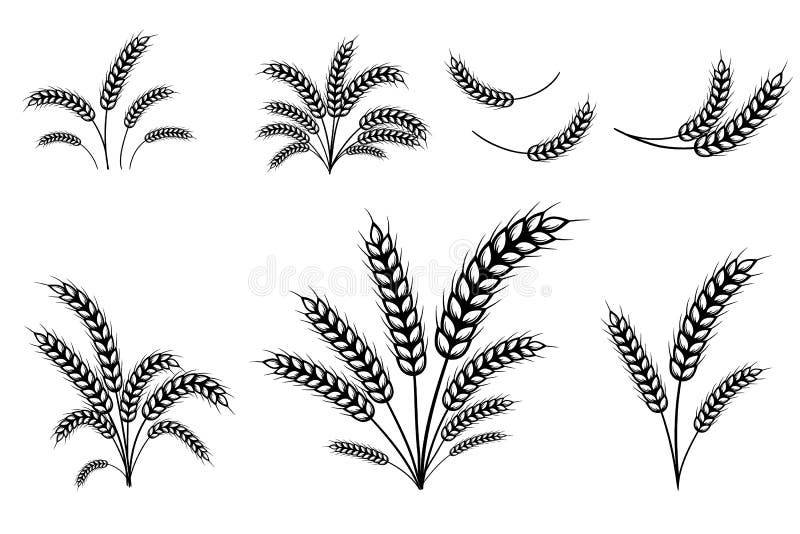 Ears of Wheat, Barley or Rye Vector Graphic Icons Stock Vector ...