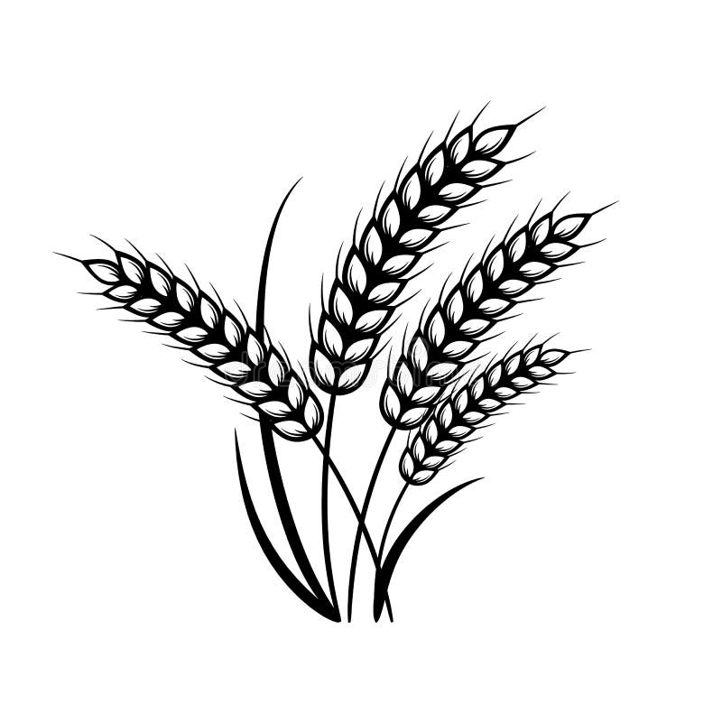 Ears of Wheat, Barley or Rye Vector Graphic Icons Stock Vector ...