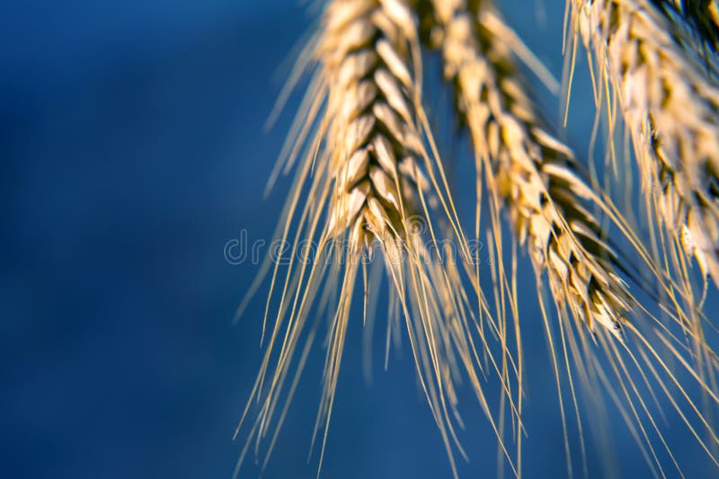 Ears of Wheat Close-up. Agronomy and Plant Botany Stock Photo - Image ...