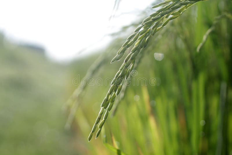 2,016 Wheat Bali Stock Photos - Free & Royalty-Free Stock Photos from ...