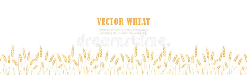 Ears of Wheat in Field Horizontal Border Seamless Pattern with the Place for Text Stock Vector ...