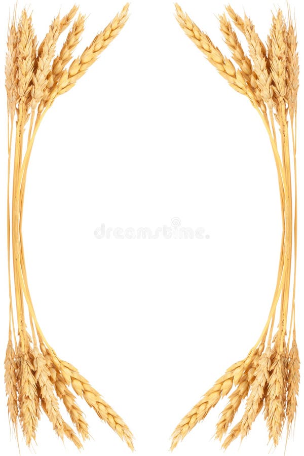 Wheat frame stock photo. Image of summer, autumn, border - 8986206
