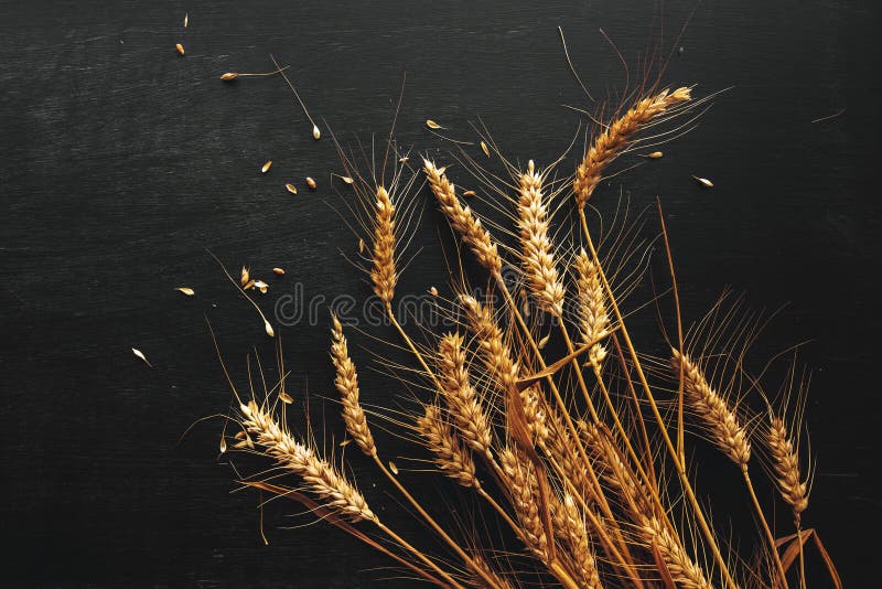 Ears of Wheat and Grains, Top View Flat Lay Stock Image - Image of ...