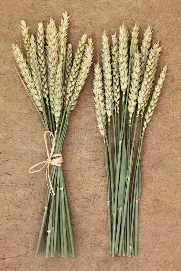 Ears of Wheat stock image. Image of adzuki, paleo, quinoa - 52645849