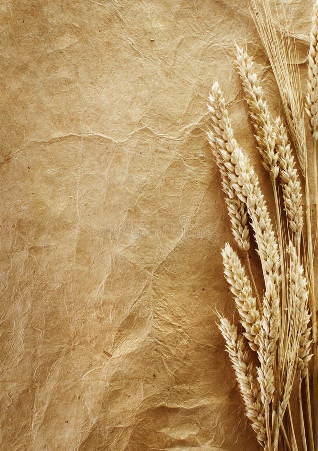 Ears of Wheat on Paper Background Stock Photo - Image of background ...